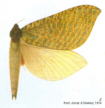 Papua Insects Foundation (Lepidoptera/Hepialidae/Aenetus hampsoni)